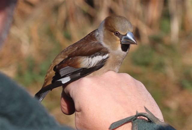 We Bird North Wales: Hawfinches in Wales at Birdgroup this week