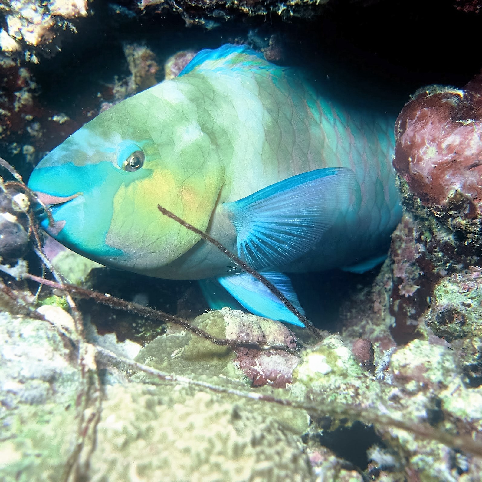 Fieggentrio: Papegaaivis (Scaridae)