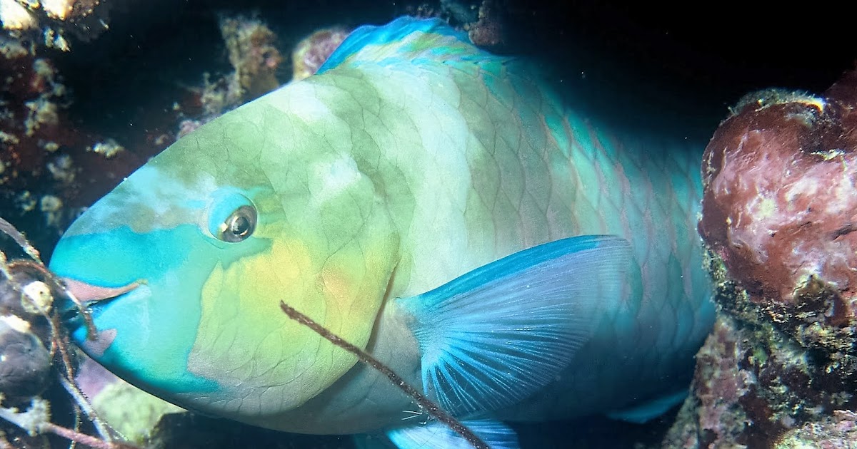 Fieggentrio: Papegaaivis (Scaridae)