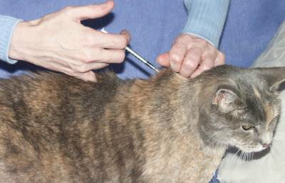 Insights into Veterinary Endocrinology: Insulin Glargine and Injection ...