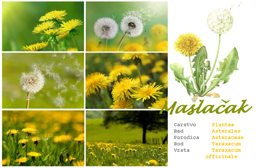 101 cvet : Maslačak - simbol želja, ali i Sunca, Meseca i zvezda