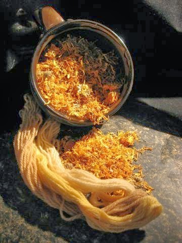 cvece za baste | dvoriste | sobe : neven | gajenje | caj | neven ...