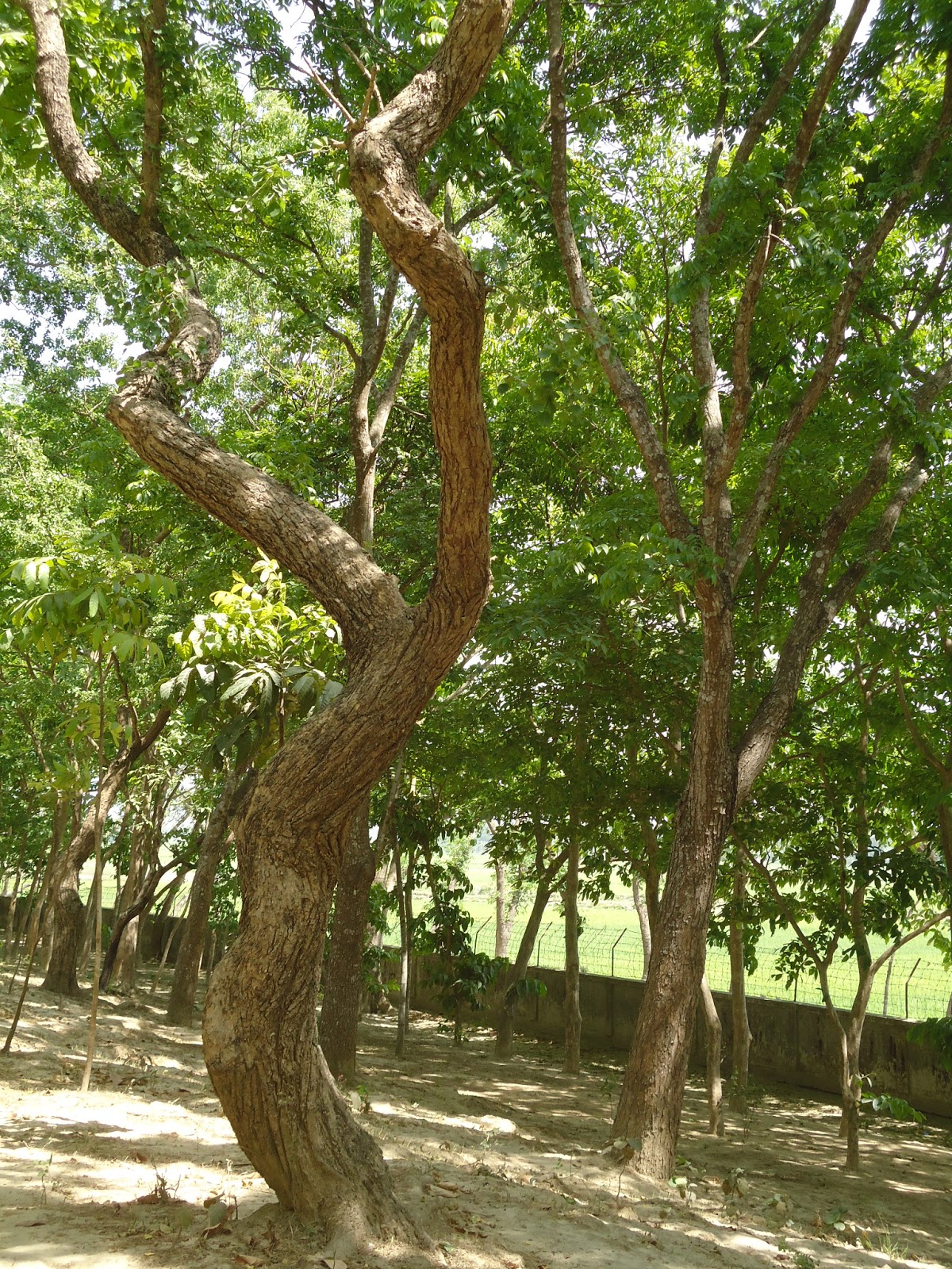 bangladesh hero alom: Nil Shagor Bangladesh Nilfamri,