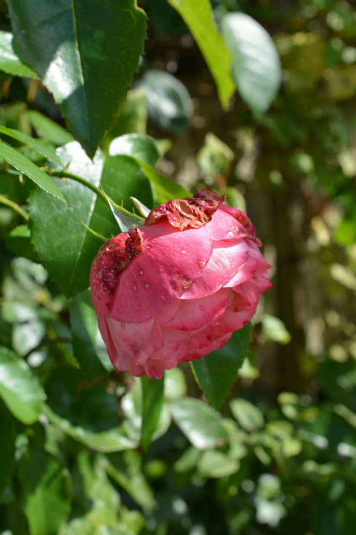 Duni's Studio: Fading summer