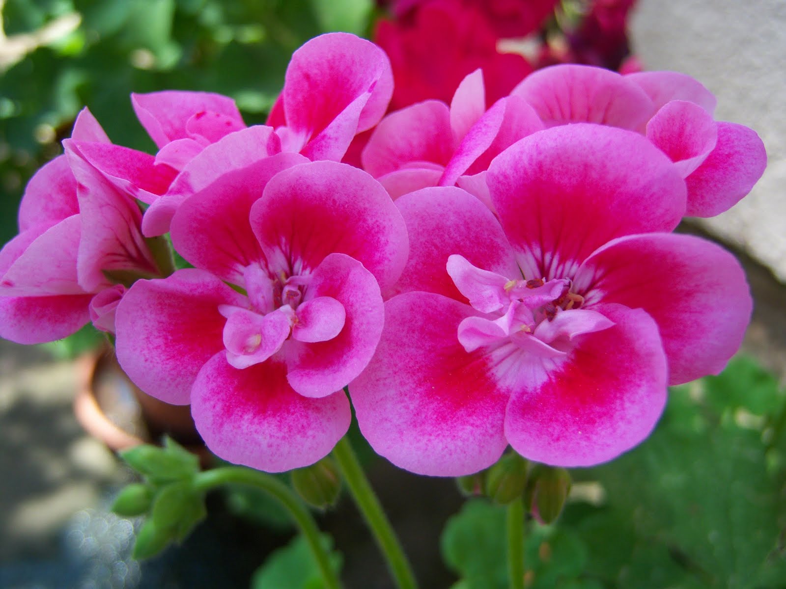 ARTE Y JARDINERÍA : PELARGONIOS