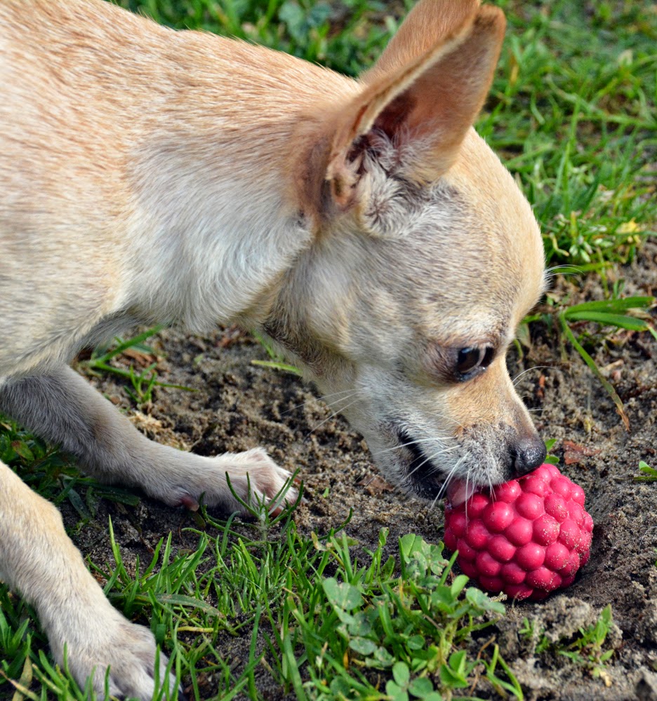 The Dog Geek: Product Review: Planet Dog Orbee-Tuff Raspberry