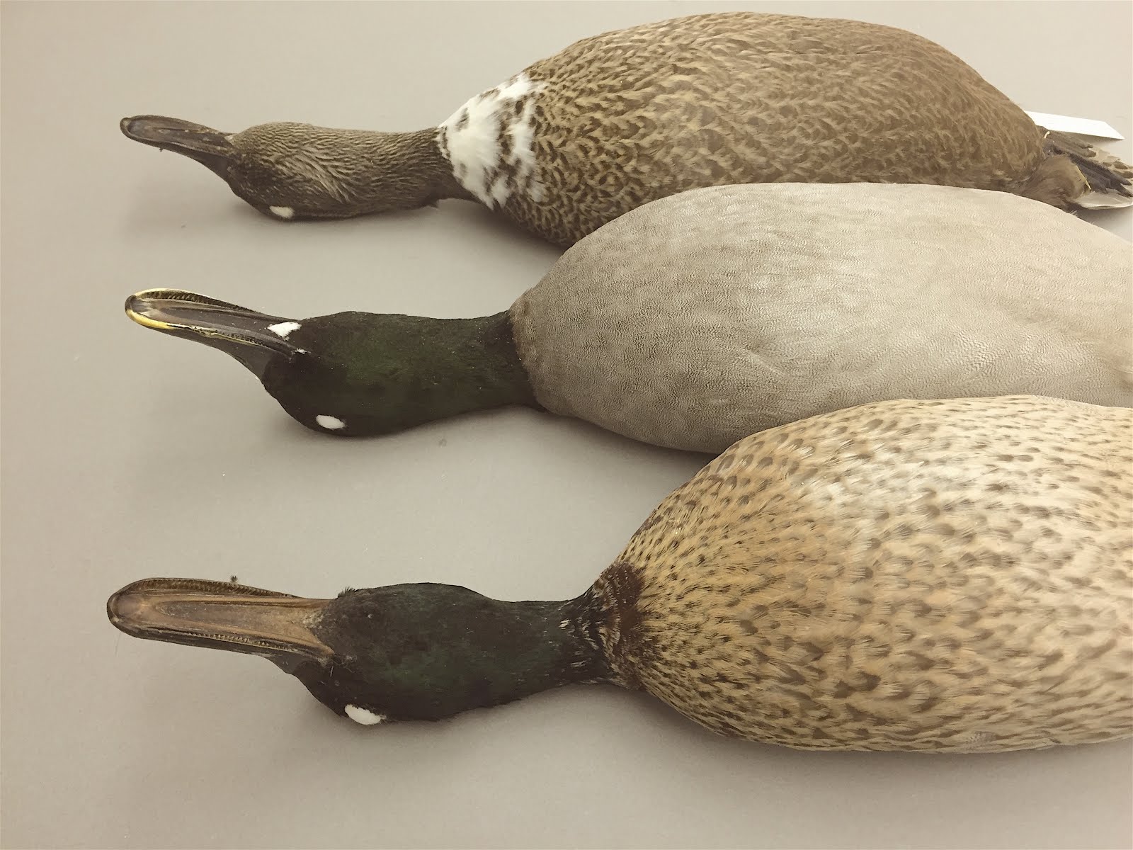 Hybrid Duck Study: ODD MALLARDS