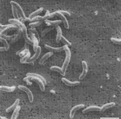 materi bio: MONERA (3)