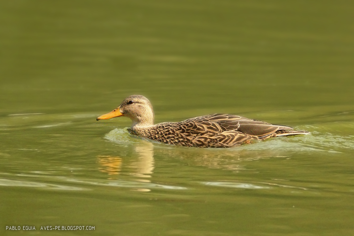 mis fotos de aves: Anas fulvigula Anade Moteado Mottled Duck