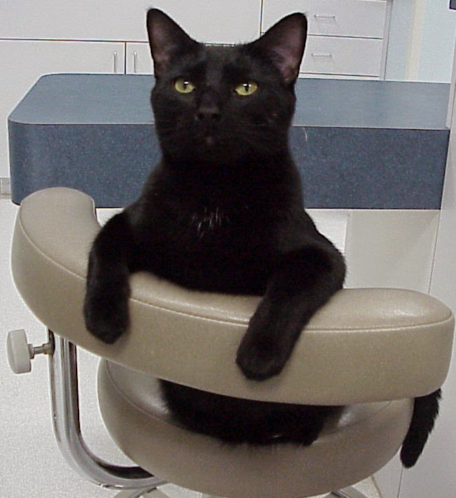 Exclusively Cats Veterinary Hospital Blog What Is That Bump Cutaneous Mast Cell Tumors In Cats