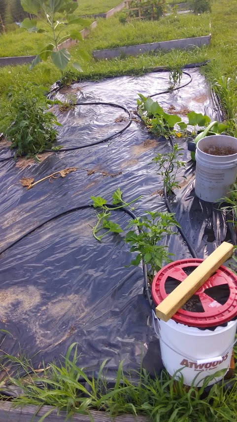 Zero pressure bucket drip irrigation