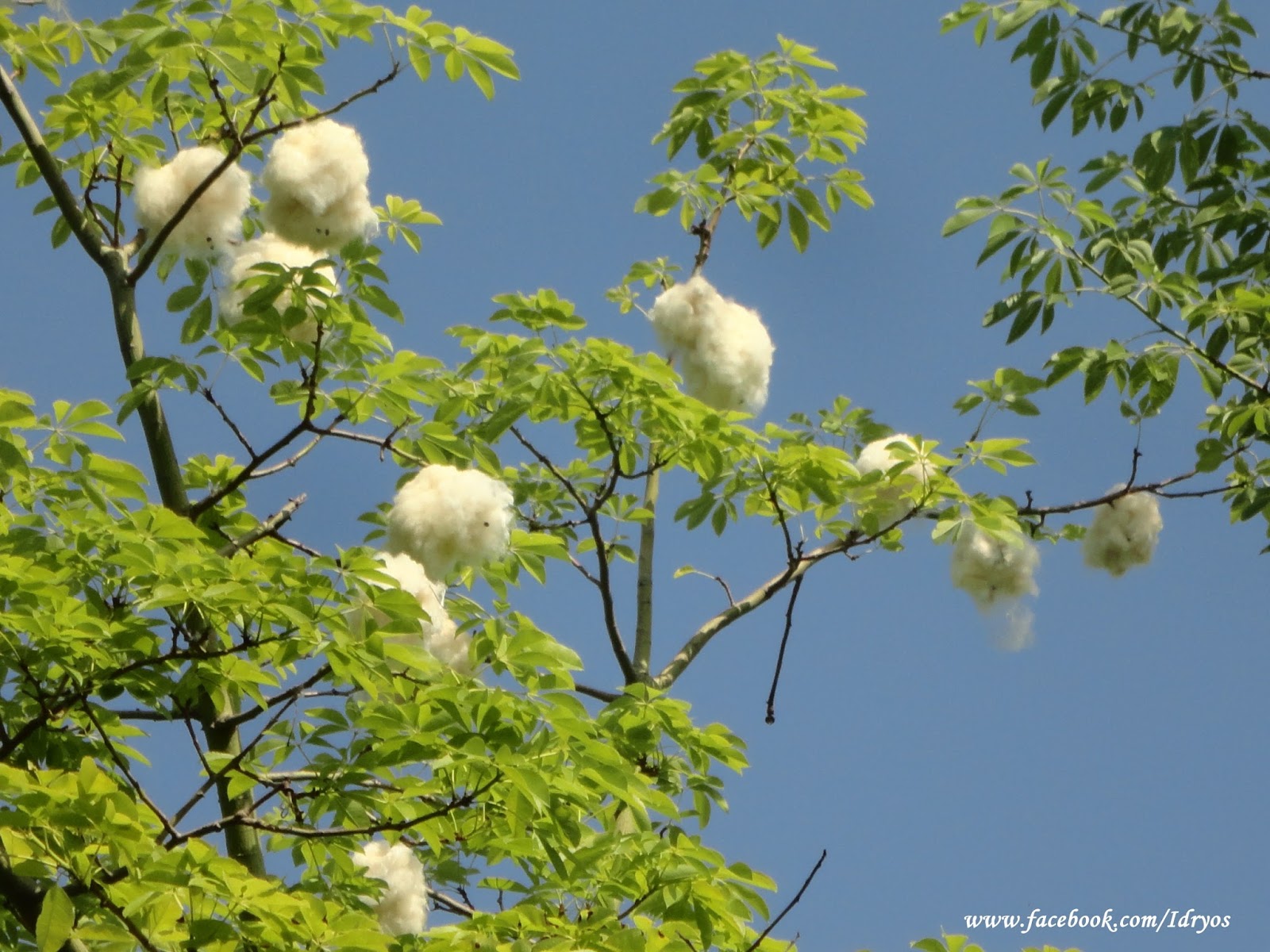 idryos: Ceiba Speciosa , Chorisia speciosa , Seiba Spesioza