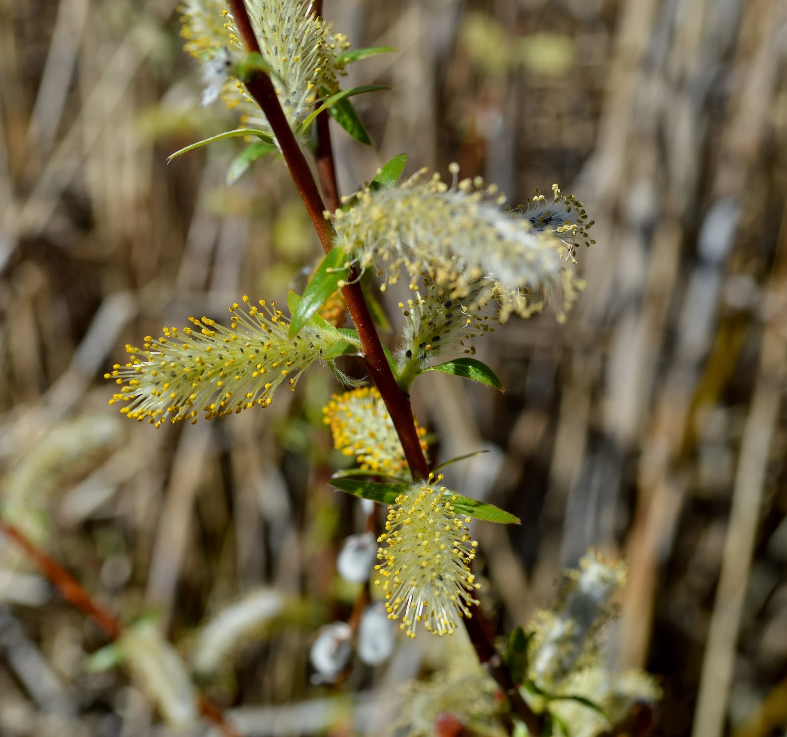 Nature of New York: Spring Ephemeral Wildflowers of Dutchess and Putnam ...