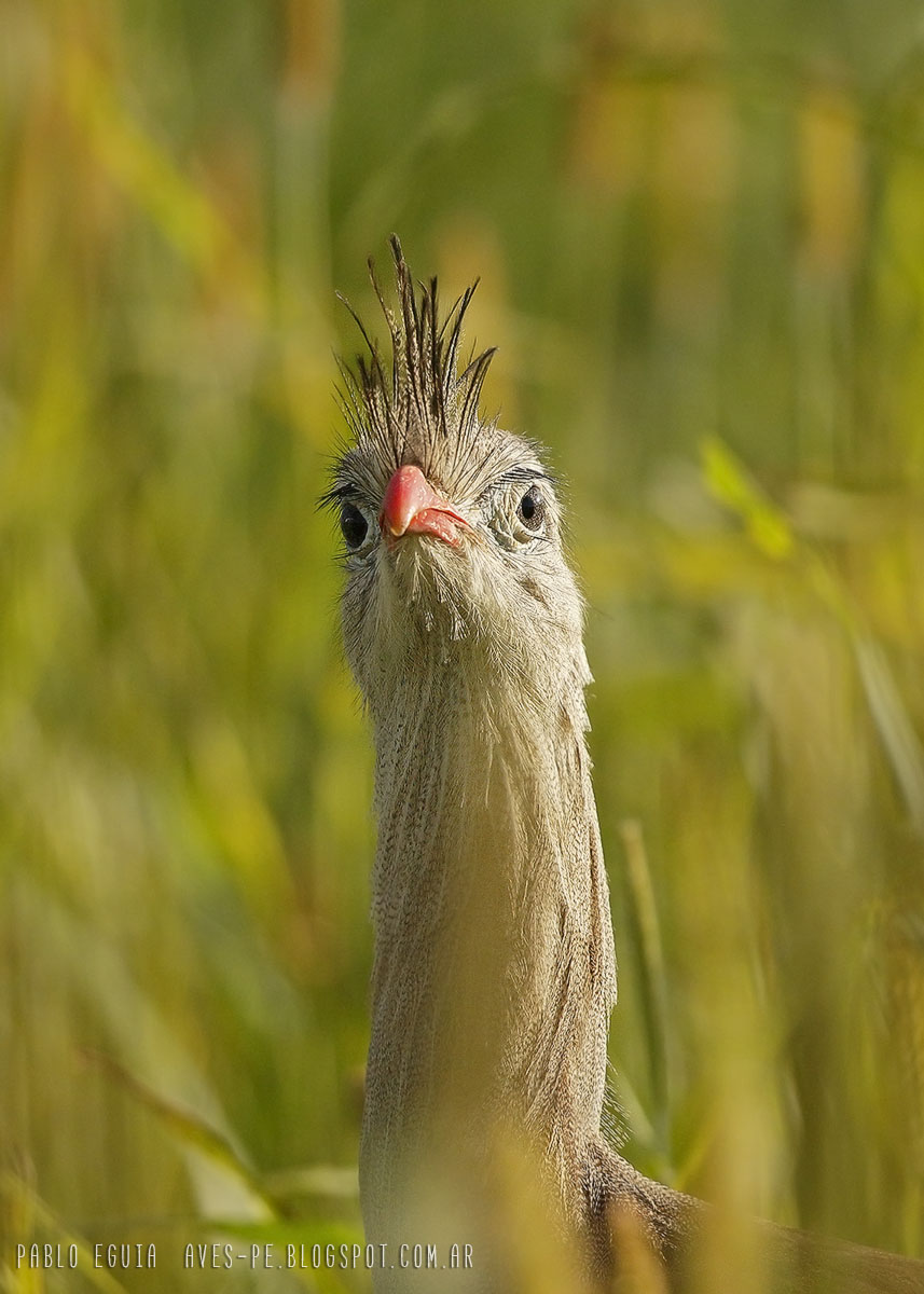 mis fotos de aves: Cariama cristata Chuña Patas Rojas Red-legged Seriema