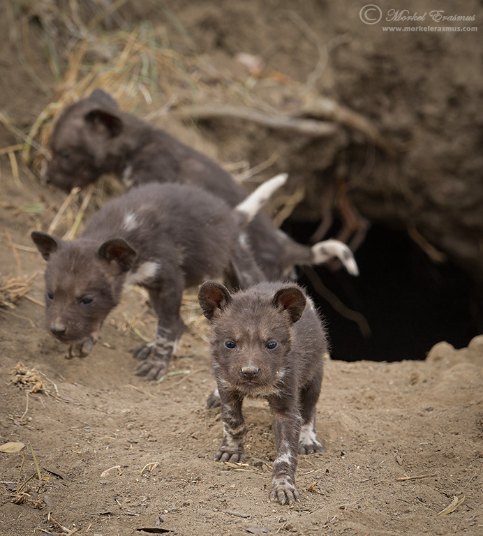 Delight at the Dog Den | Focusing on Wildlife