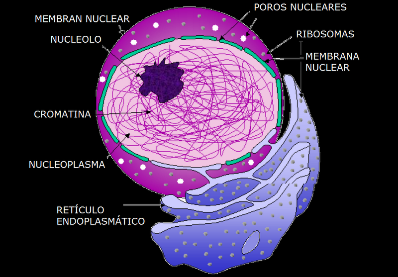 Guillermo Grass : NÚCLEO