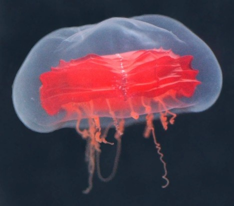Real Monstrosities: Red Paper Lantern Jellyfish