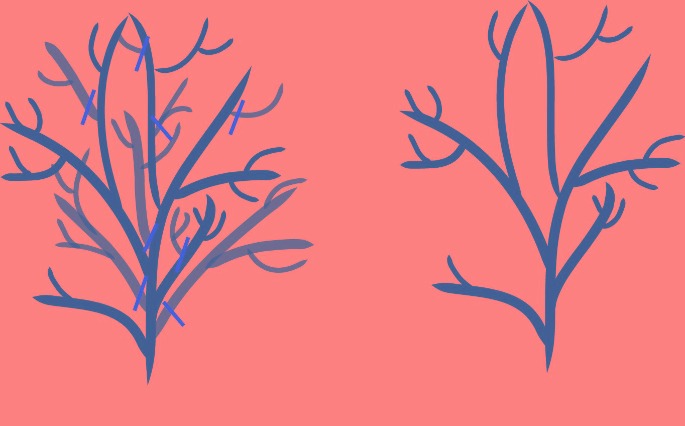 Brantley Snipes Landscape + Design: Proper Pruning...Breaking Bad Trends