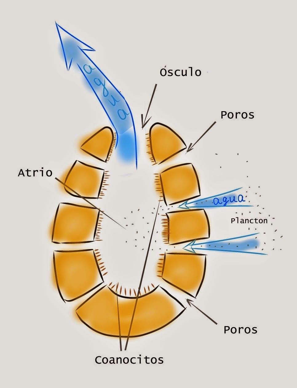 Rafael Microfauna Marina: Sycon sp