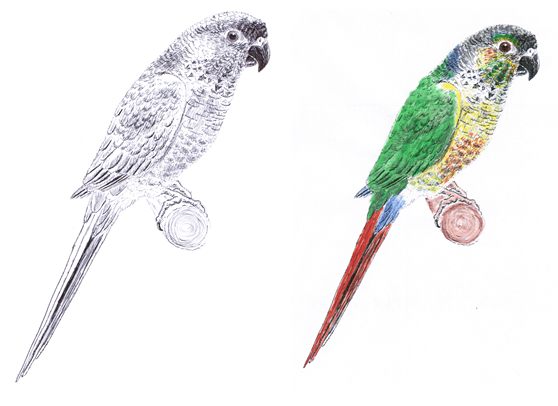 Chuck Does Art: Green-Cheeked Conure