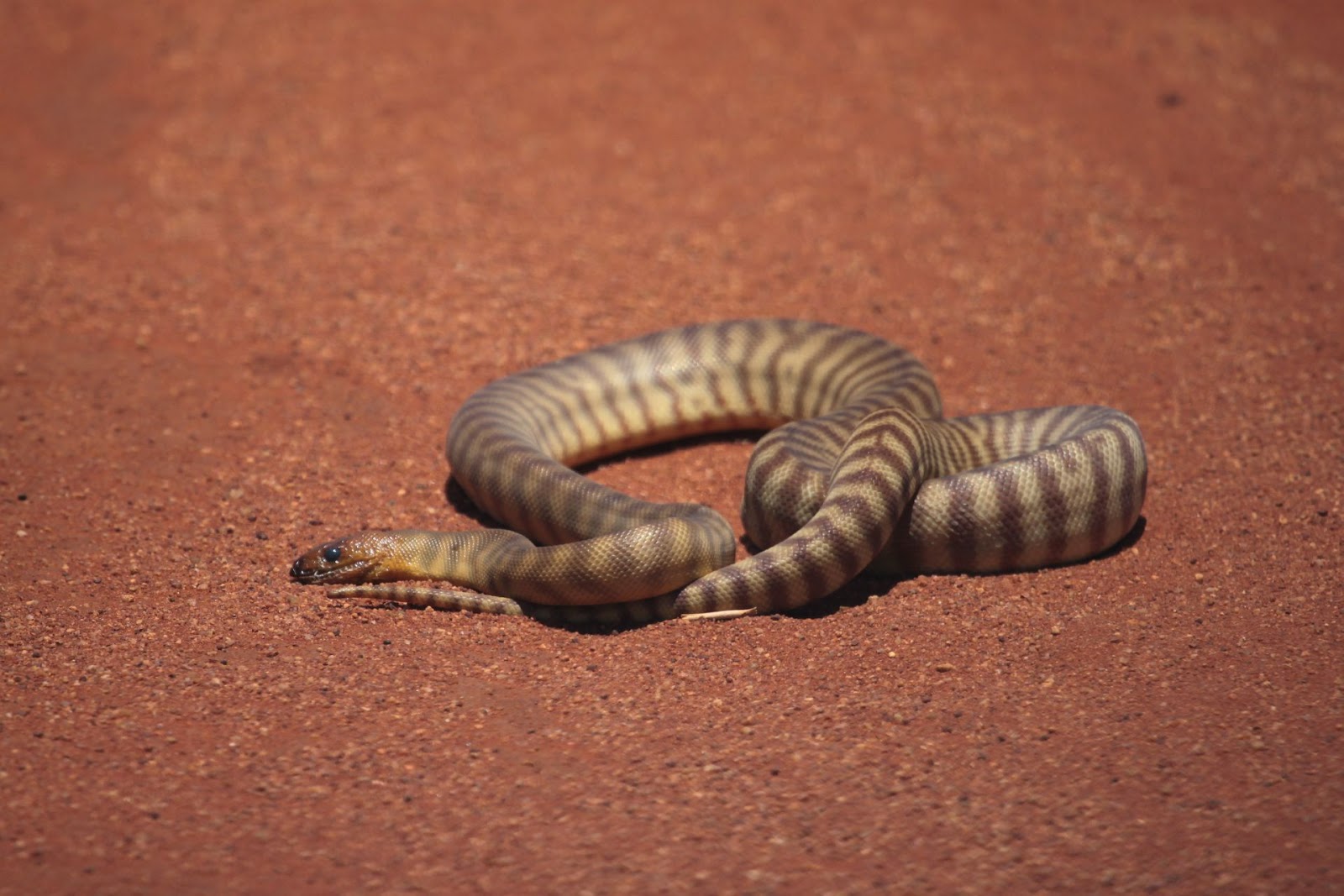 Richard Waring's Birds of Australia: Nyirripi and back - birds ...