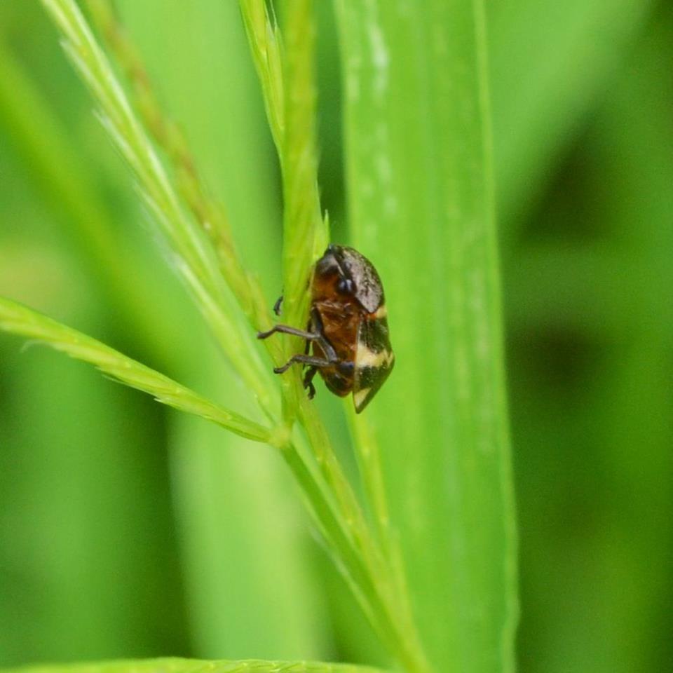 Hiking Curaçao - Flora and Fauna: Climbing Bug