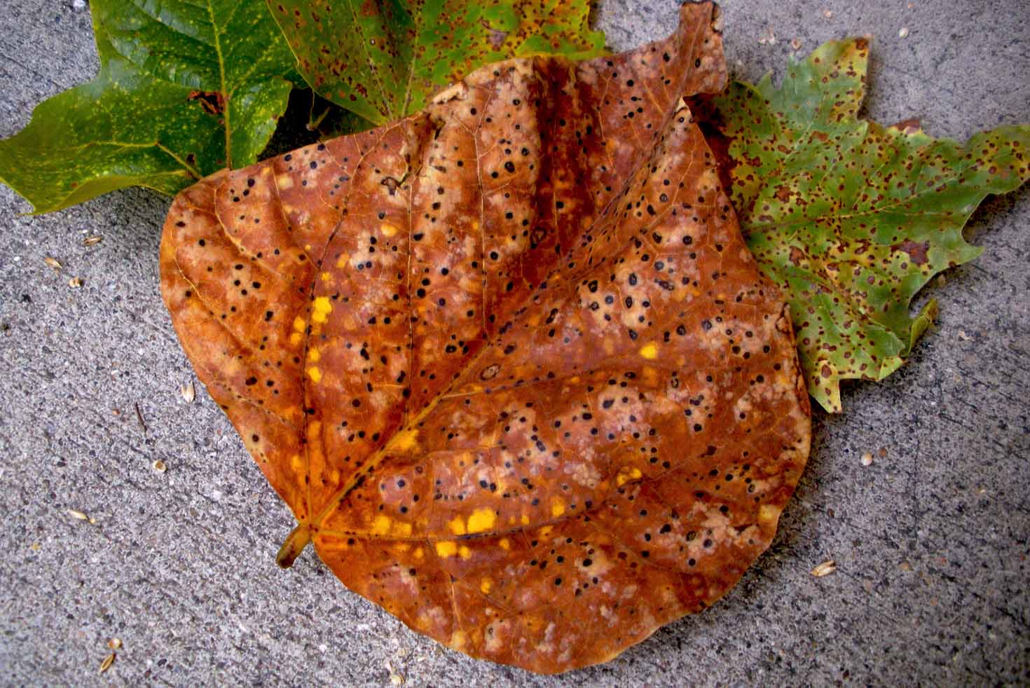 Photo Essays - Toxic Urban Landscapes - Air Pollution - Climate Change ...