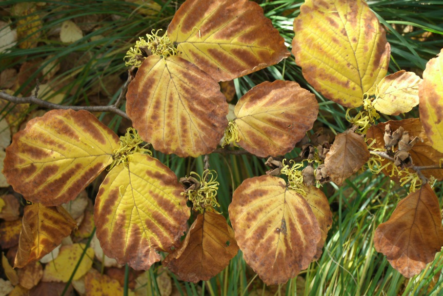 Garden Muses: A Small Toronto Gardening Services Company Blog: 2012