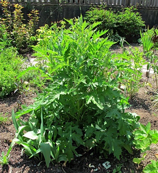 A Planted Place: May 2012