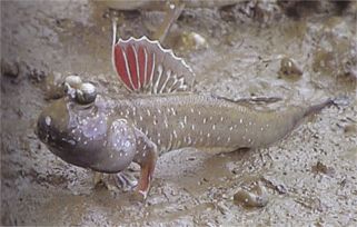 Mengenal Mudskipper Ikan Yang Dapat Hidup Di Dua Alam - Mancing Arena
