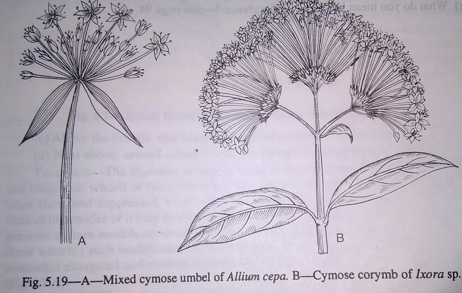 MIXED INFLORESCENCE AND ITS TYPES- DIGIEDUCO