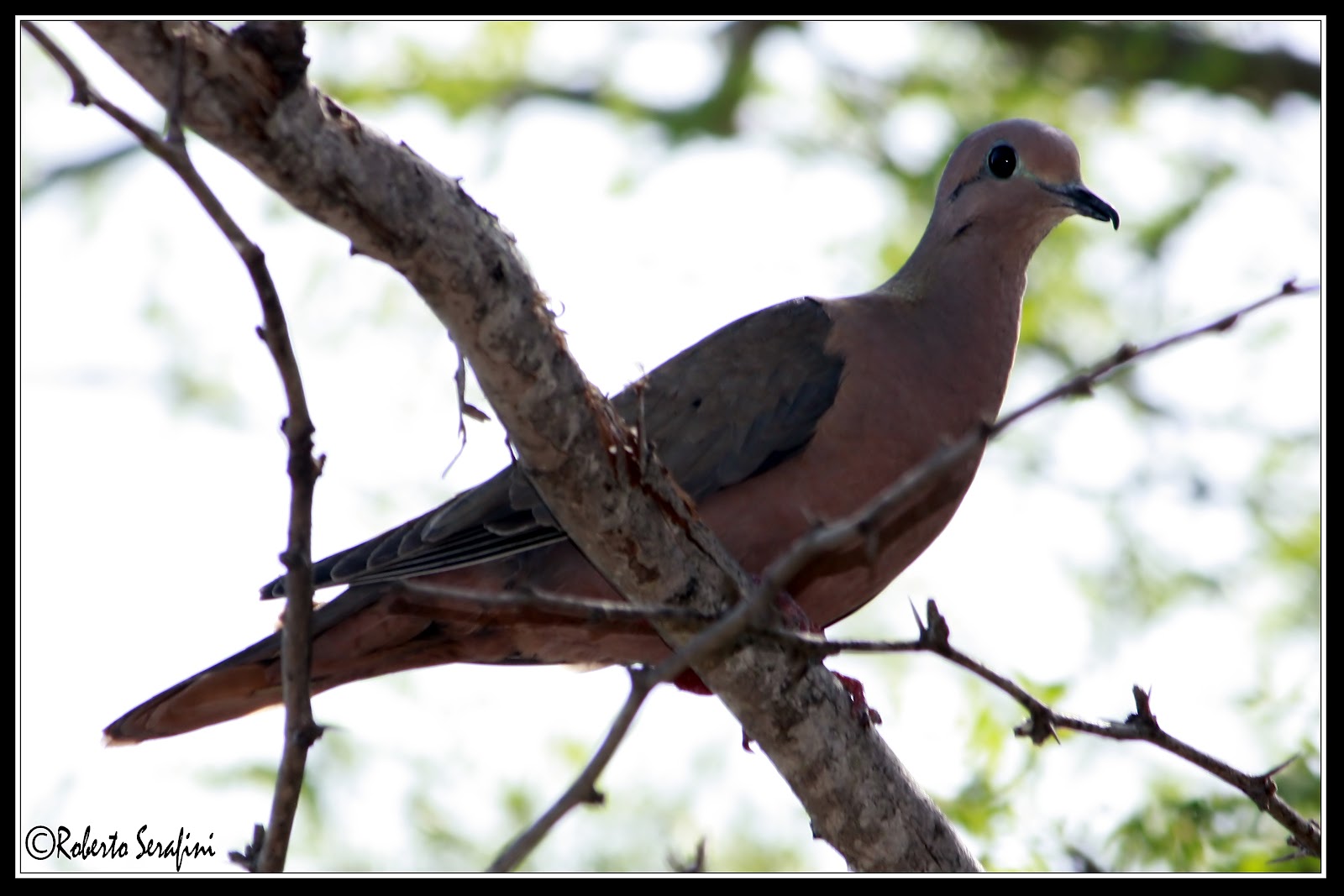 Aves de Falcon: AVES COLUMBIFORMES