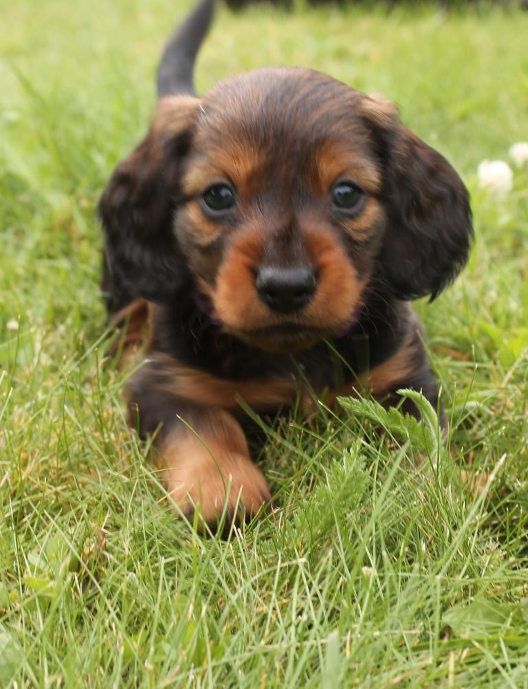 galaha: Taxvalpar till salu =))