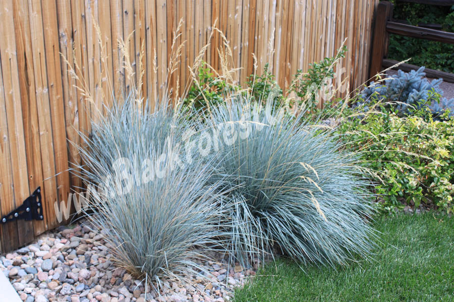 Denver Landscape Plants: Blue Oat Grass-Avena Grass / Helicotrichon ...