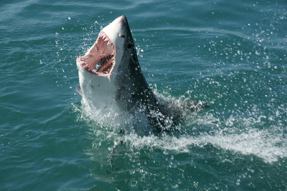 5 Crazy Shark Facts