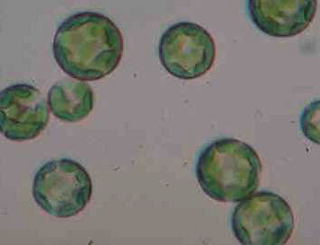 azul21potro: 3.4.3. Fusión de protoplastos