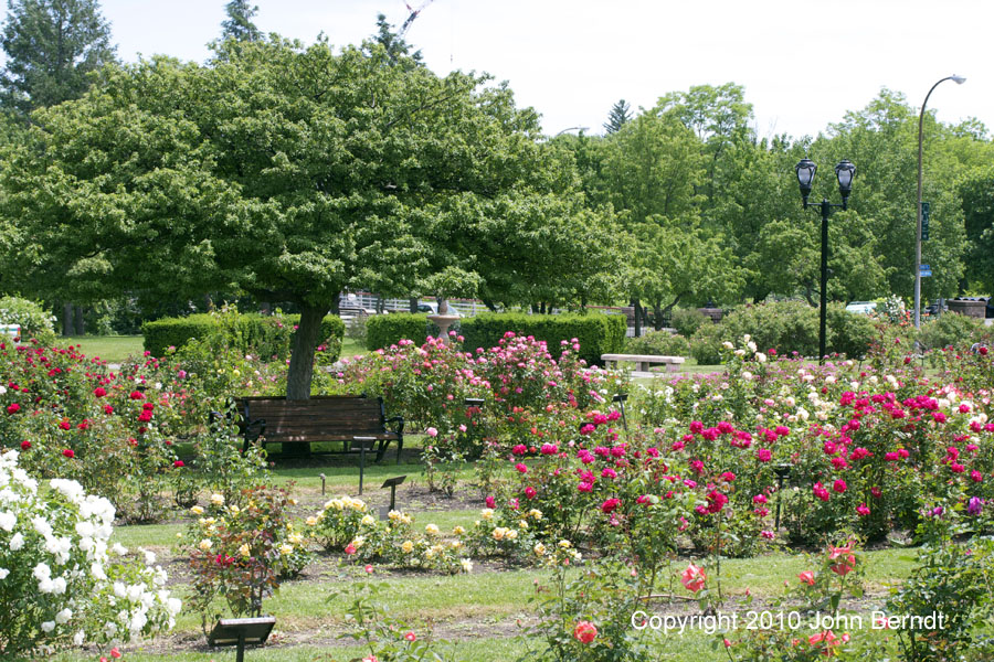 Maplewood Rose Garden Pictures