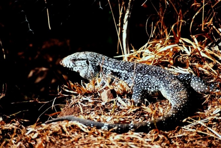 Tem de tudo um pouco: Vocês sabem o que é um teju?