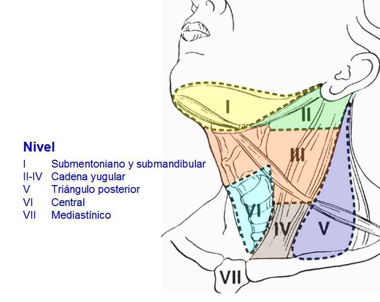 Mi Curso Favorito : Regiones anatómicas del cuello
