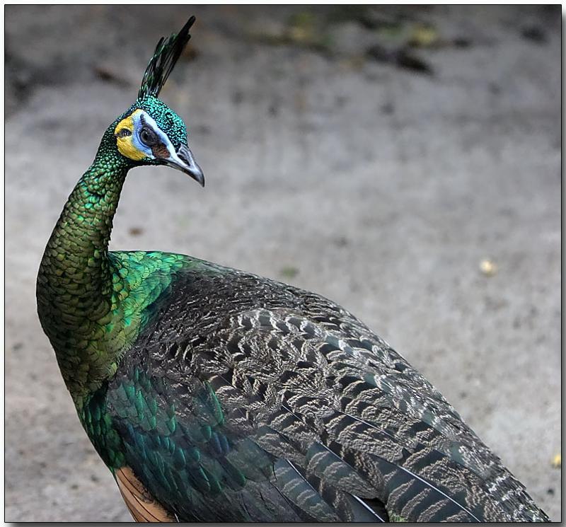 Simple Celavia: Peafowl