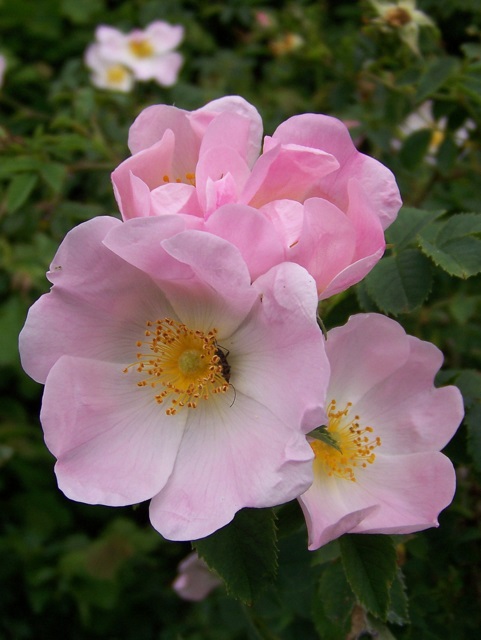 ΑΓΡΙΟ ΤΡΙΑΝΤΑΦΥΛΛΟ (ROSA CANINA) photos - wallpapers | the fun bank