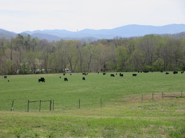 Kc Meadows Angus Farm: New Packages Now Available!