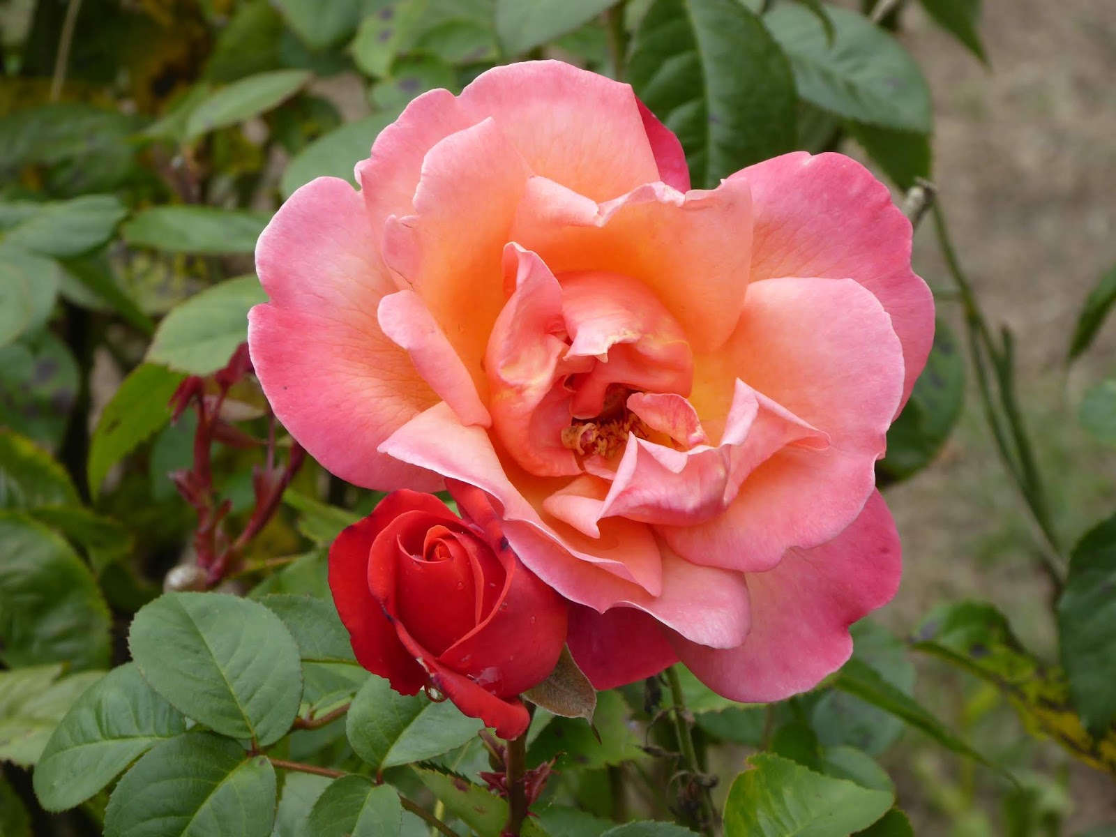 Wild and Wonderful: Layer Marney's Heritage and Wildlife