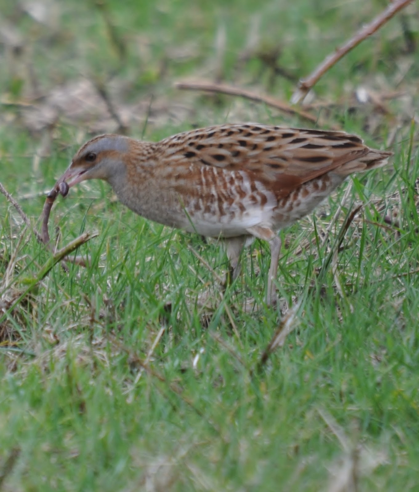 native2sussexbirding: Corncrake