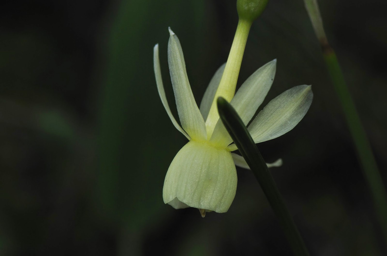 Desde Alájar: Narciso pálido