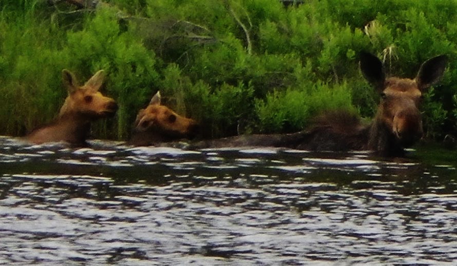 Tuscarora Lodge and Outfitters News: Wolf Bait