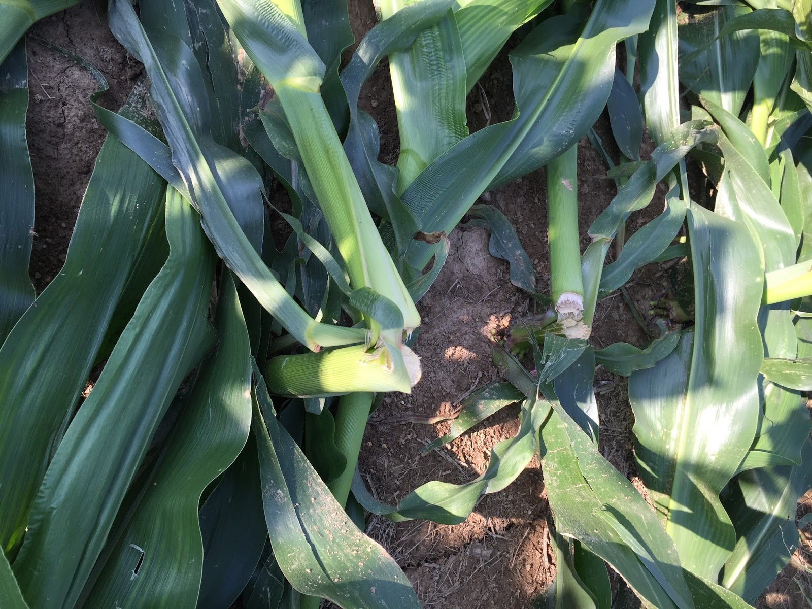 Grain Crops Update: Corn Blown Down in Western Kentucky