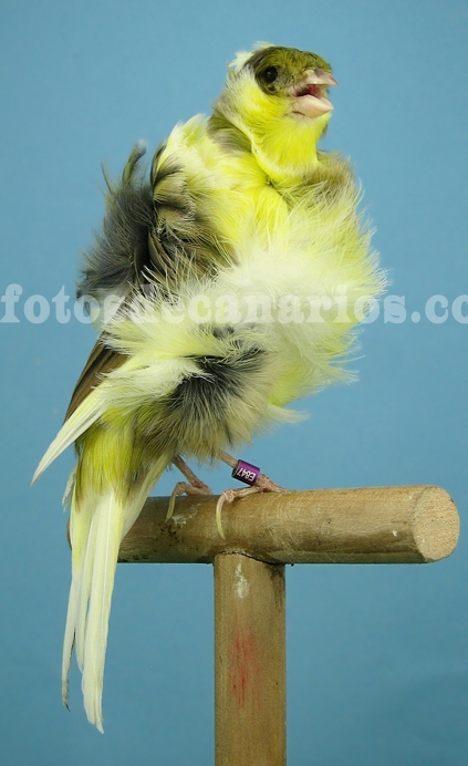 LOS CANARIOS DE POSTURA: Canarios Rizados (1)