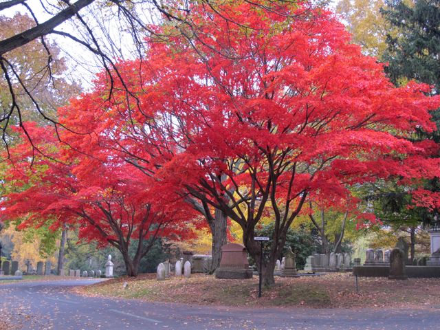 Julie Zickefoose on Blogspot: Great Maples of Mt. Auburn