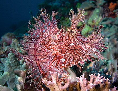 D' Ocean Aquarium: Scorpionfish